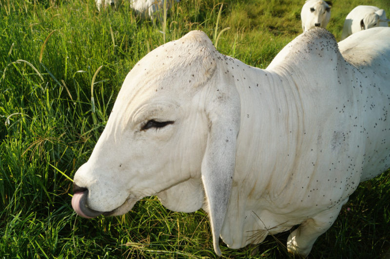 Home - Note Park Grazing Co.