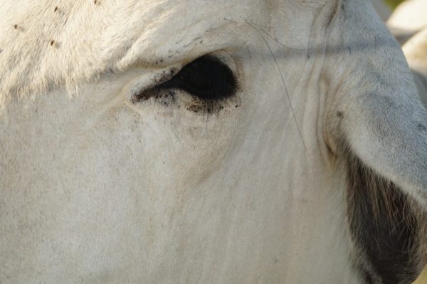 Home - Note Park Grazing Co.