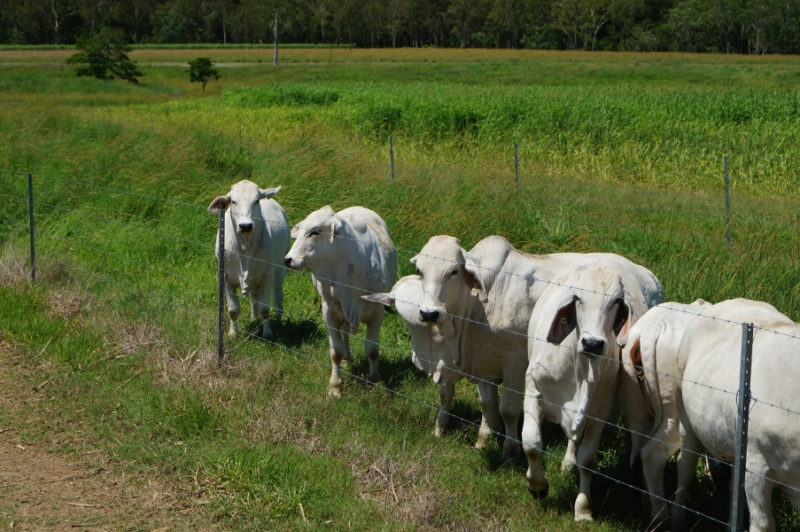Home - Note Park Grazing Co.