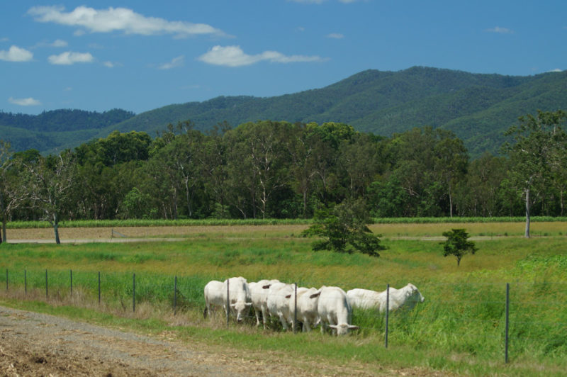 Home - Note Park Grazing Co.