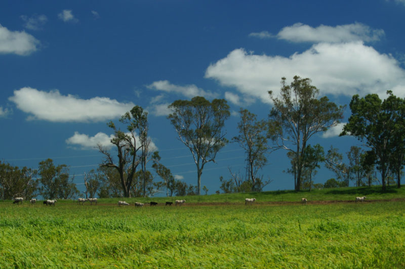Home - Note Park Grazing Co.