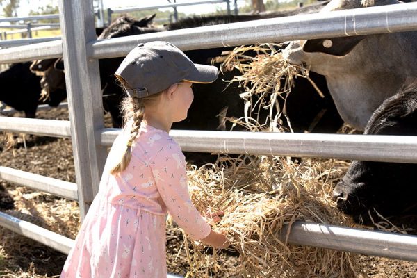 Home - Note Park Grazing Co.